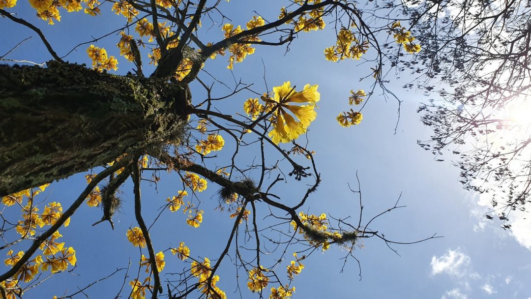 Clima em setembro - O que esperar? - MetSul Meteorologia