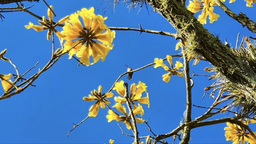 Como será o clima na primavera de 2021 - MetSul Meteorologia